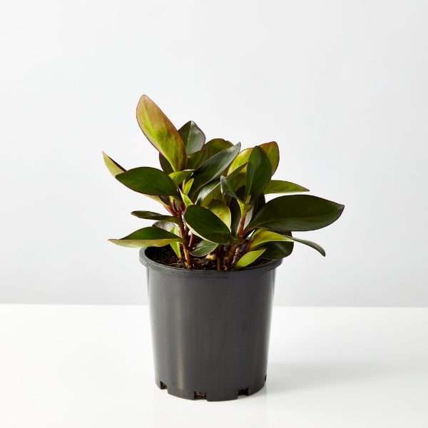 Cool Review About Red Edge Peperomia
