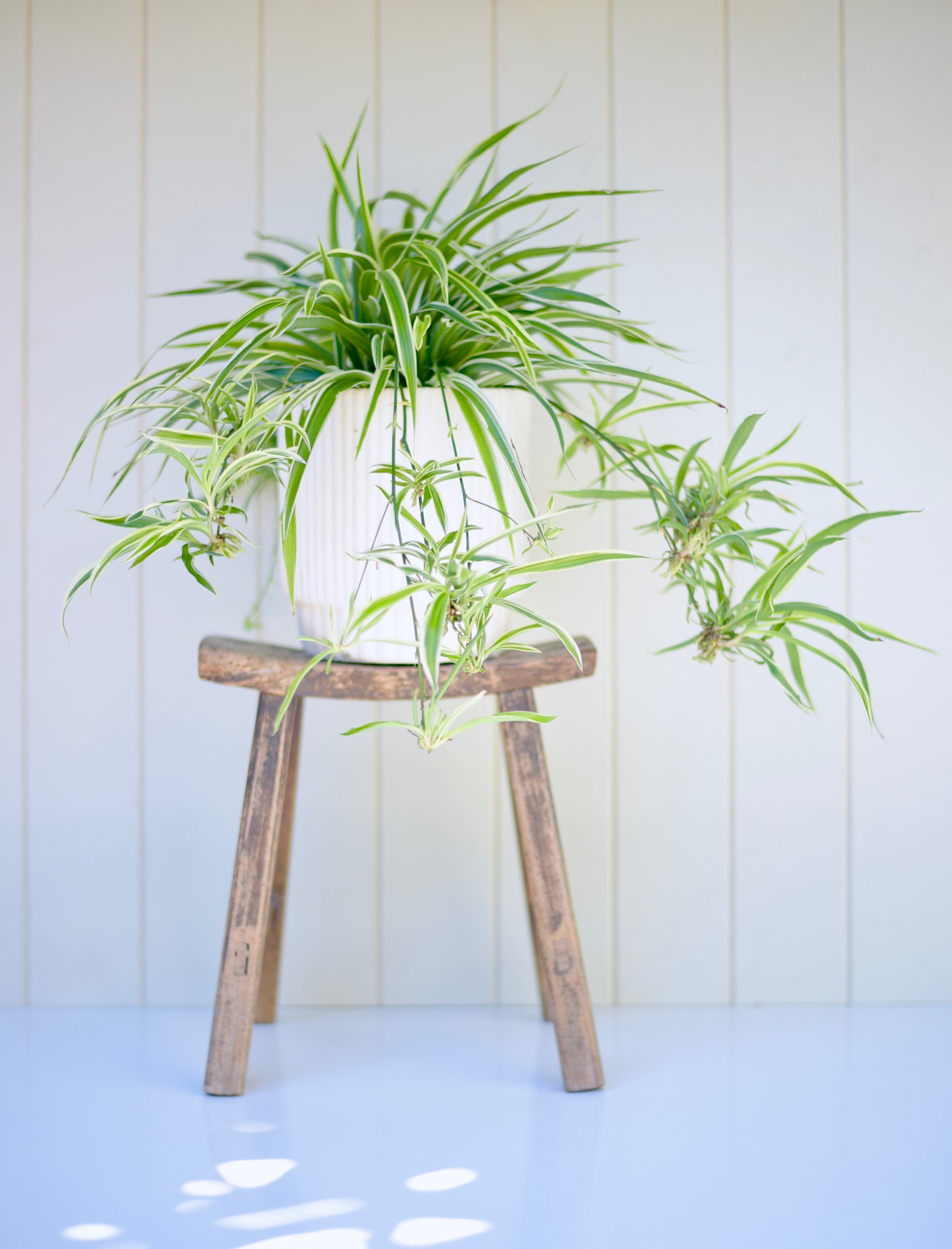 Ribbon Plant – Gro Urban Oasis