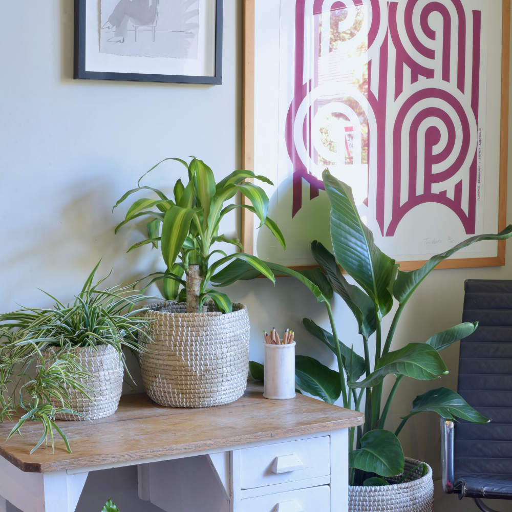 STYLING SPACES: A guide to styling with plants in your home – Gro Urban ...