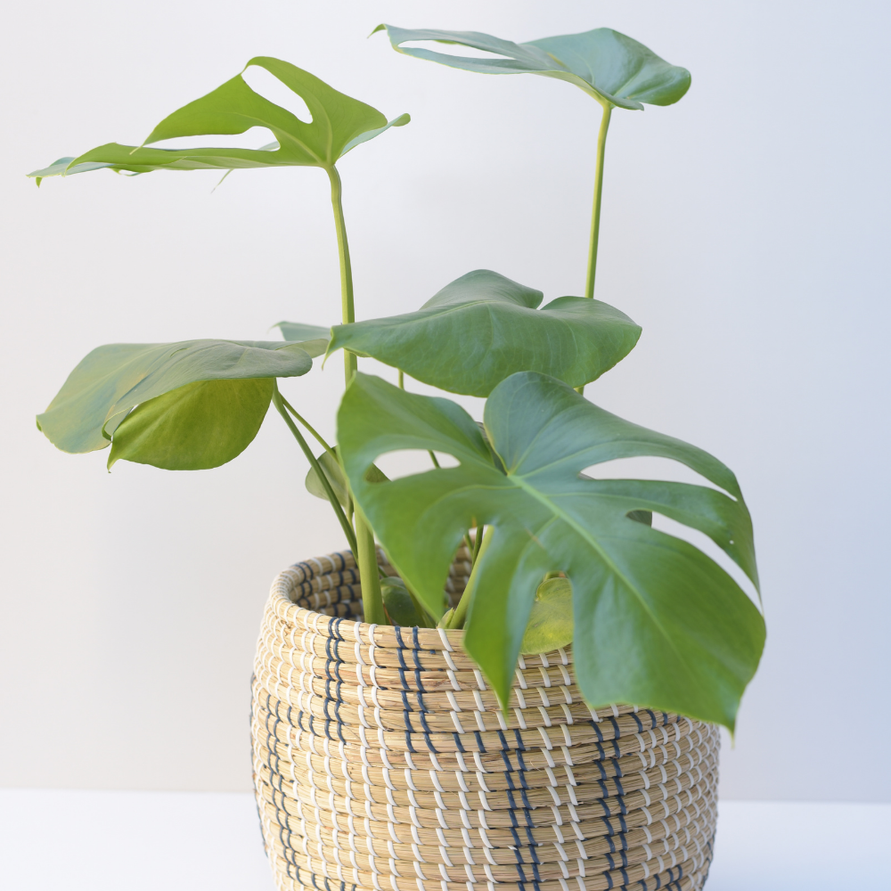 Discovering Aroids – Gro Urban Oasis