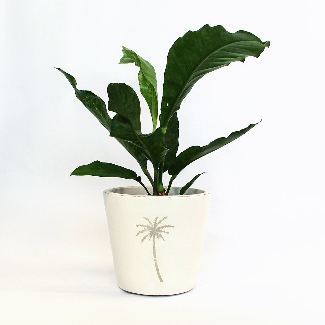 Urban Oasis Isla Indoor Plant Pot - Oyster - 300mm