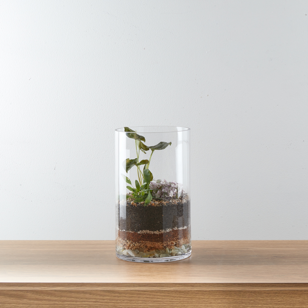 Urban Oasis Glass Cylinder Terrarium - Large