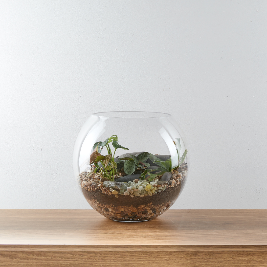 Urban Oasis Terrarium Large – Gro Urban Oasis
