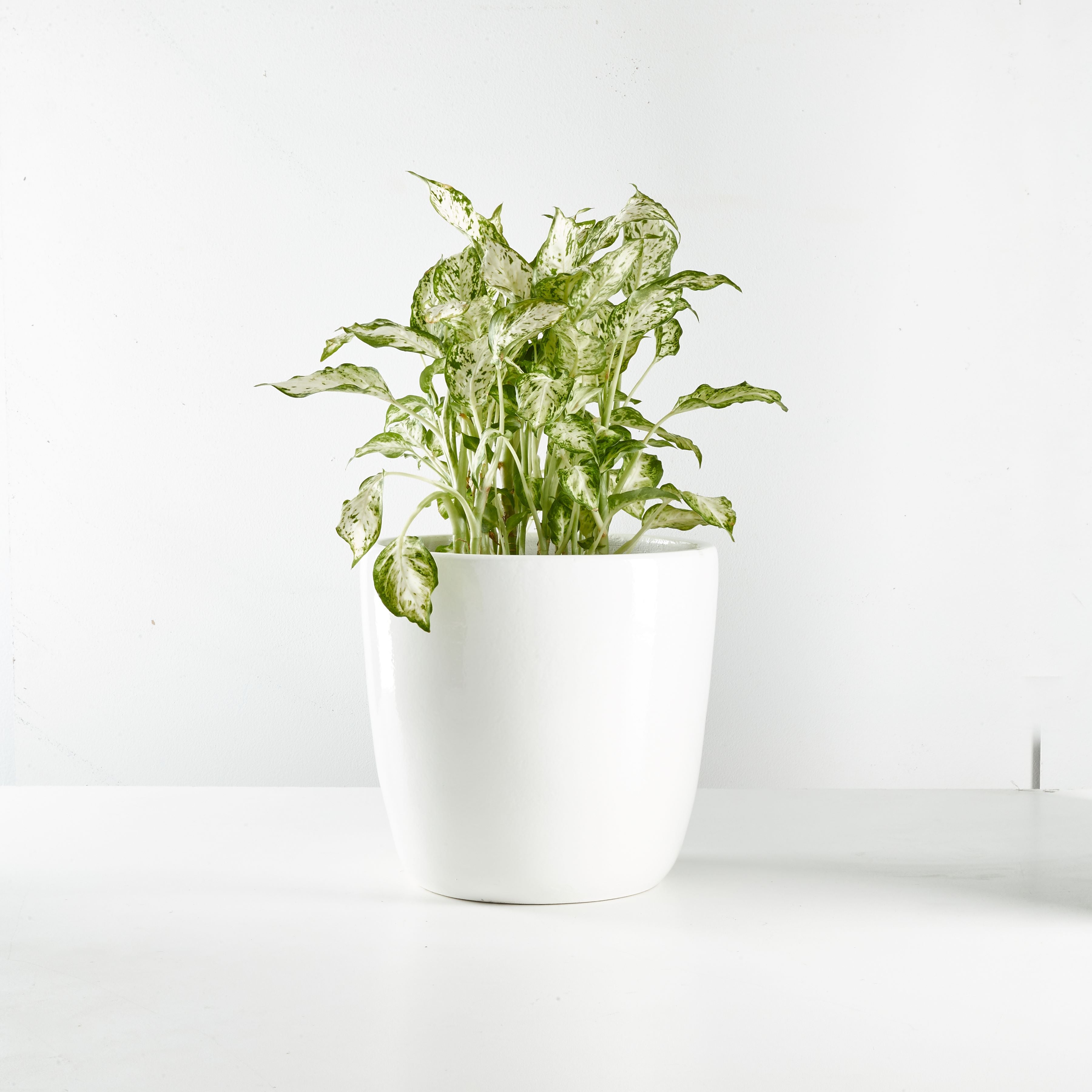 Urban Oasis Alba Pot White 260mm – Gro Urban Oasis