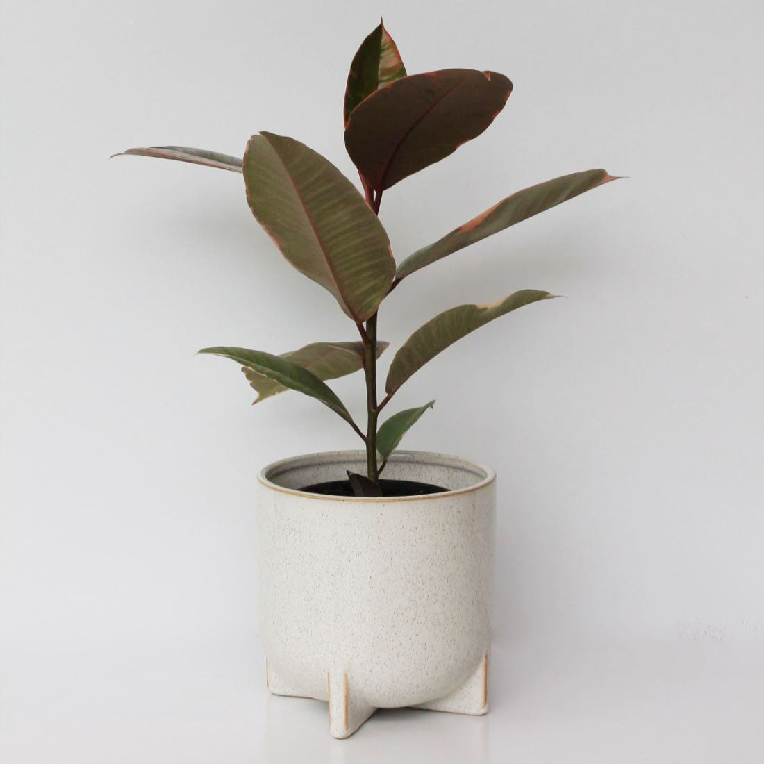 Ruby Rubber Plant (Ficus Elastica) 125mm – Gro Urban Oasis