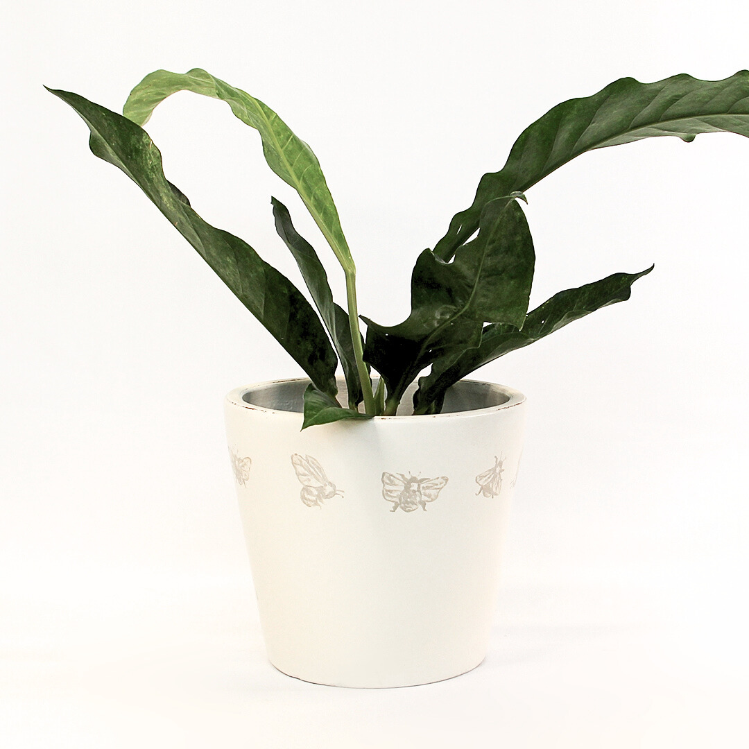 Birds Nest Anthurium (Anthurium Hookerii Variegated) 190mm